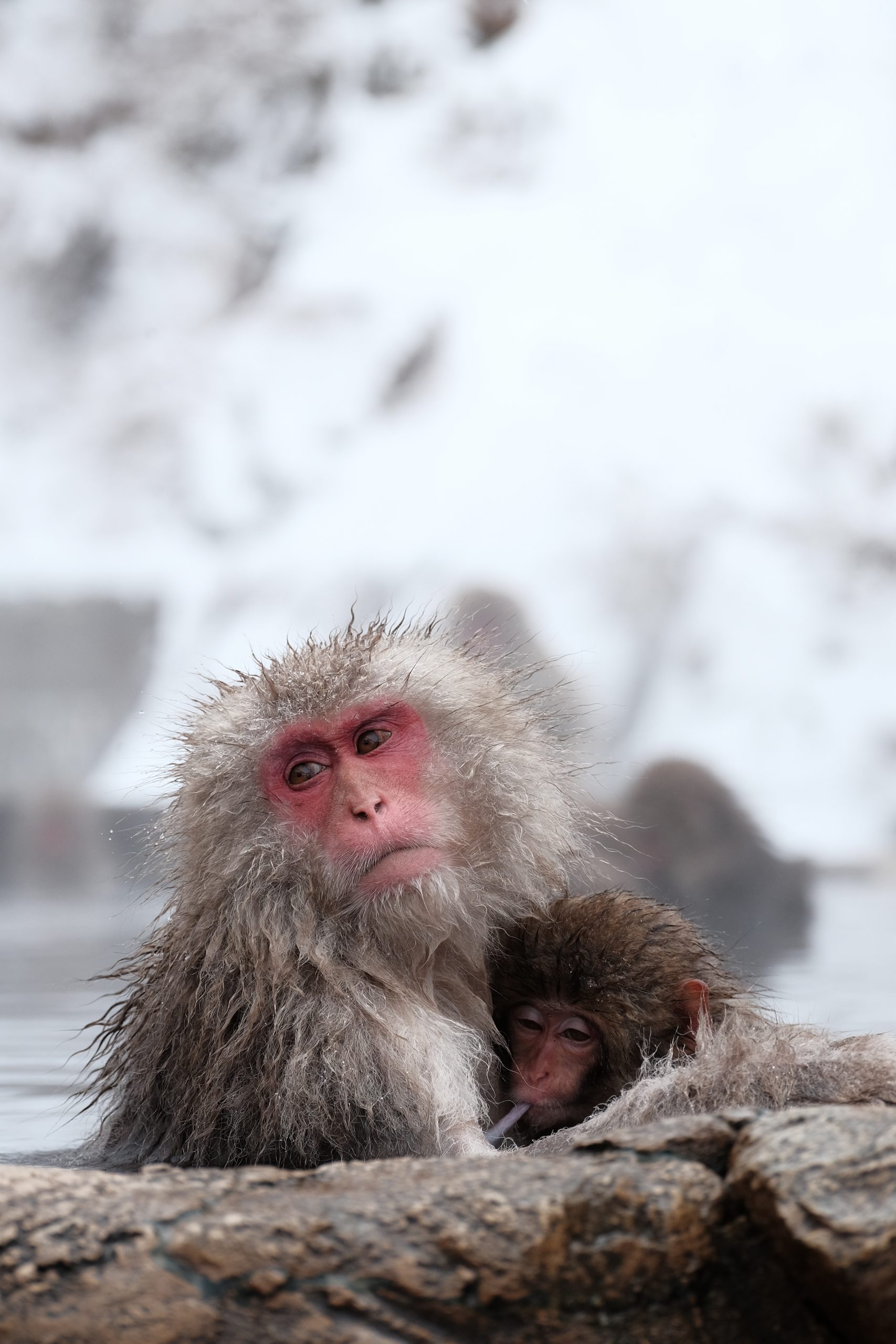 Explore Japan in winter: The ultimate itinerary - Changing Coastlines